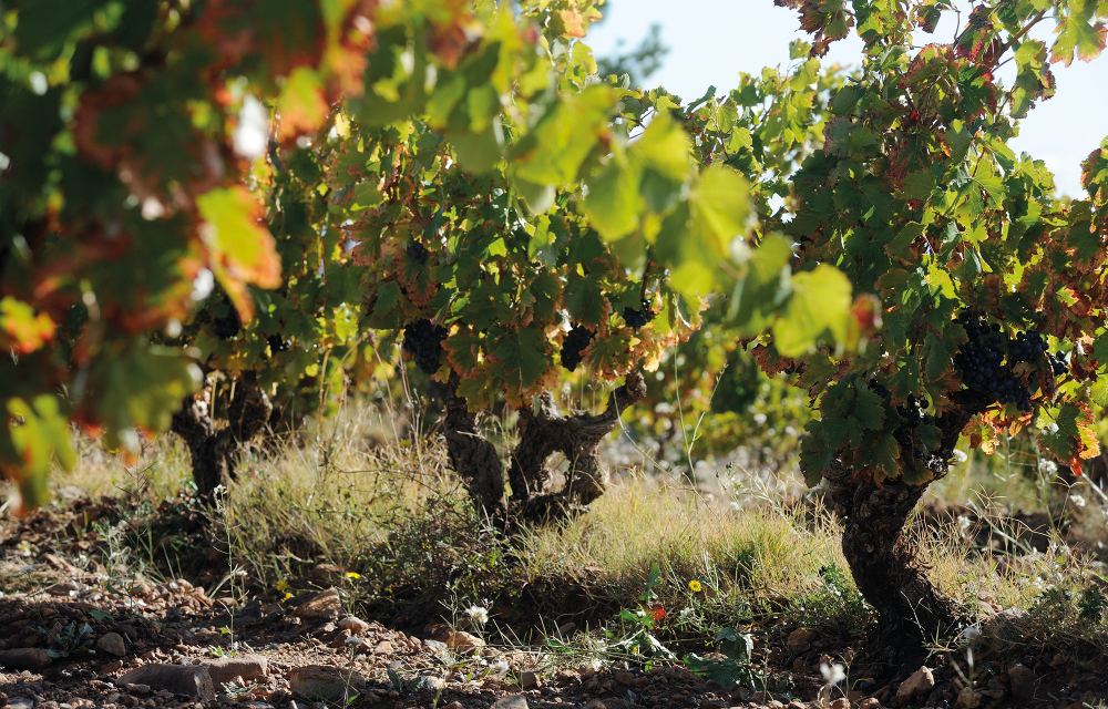 Bodegas Morca Weingut - Campo de Borja, Spanien | Globalwine