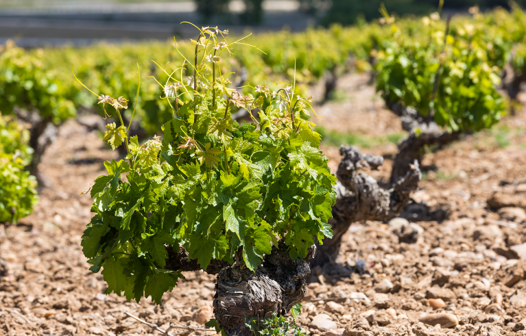 Bodegas y Viñedos Alión Grupo Vega Sicilia Weingut - Ribera del Duero ...
