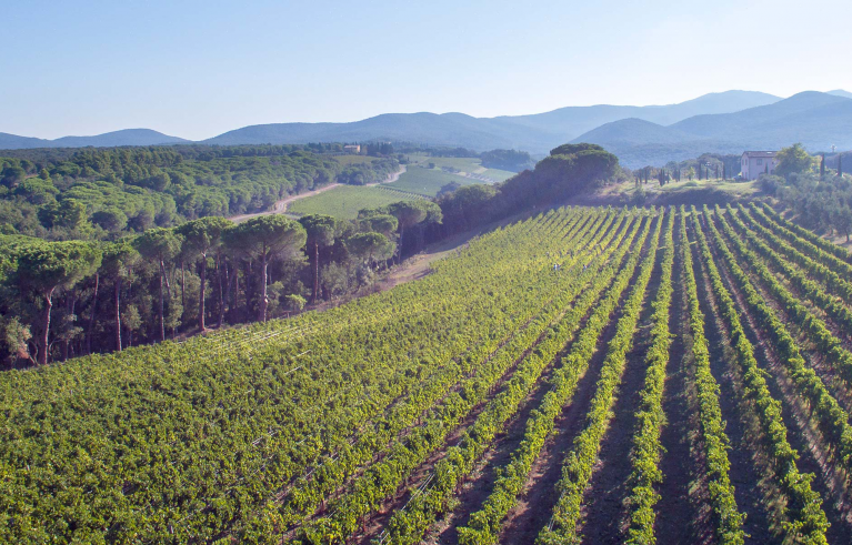 Tenuta di Biserno Weingut - Toskana, Italien | Globalwine