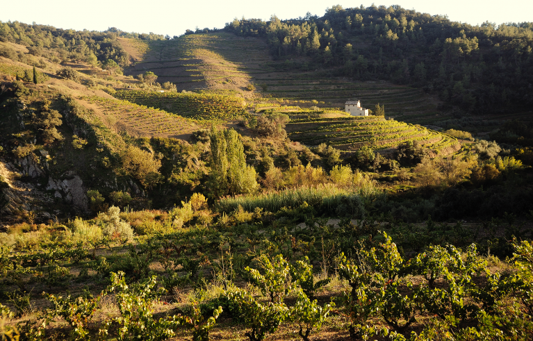 Llicorella Vins/Gil Family Estate Weingut - Priorat, Spanien | Globalwine